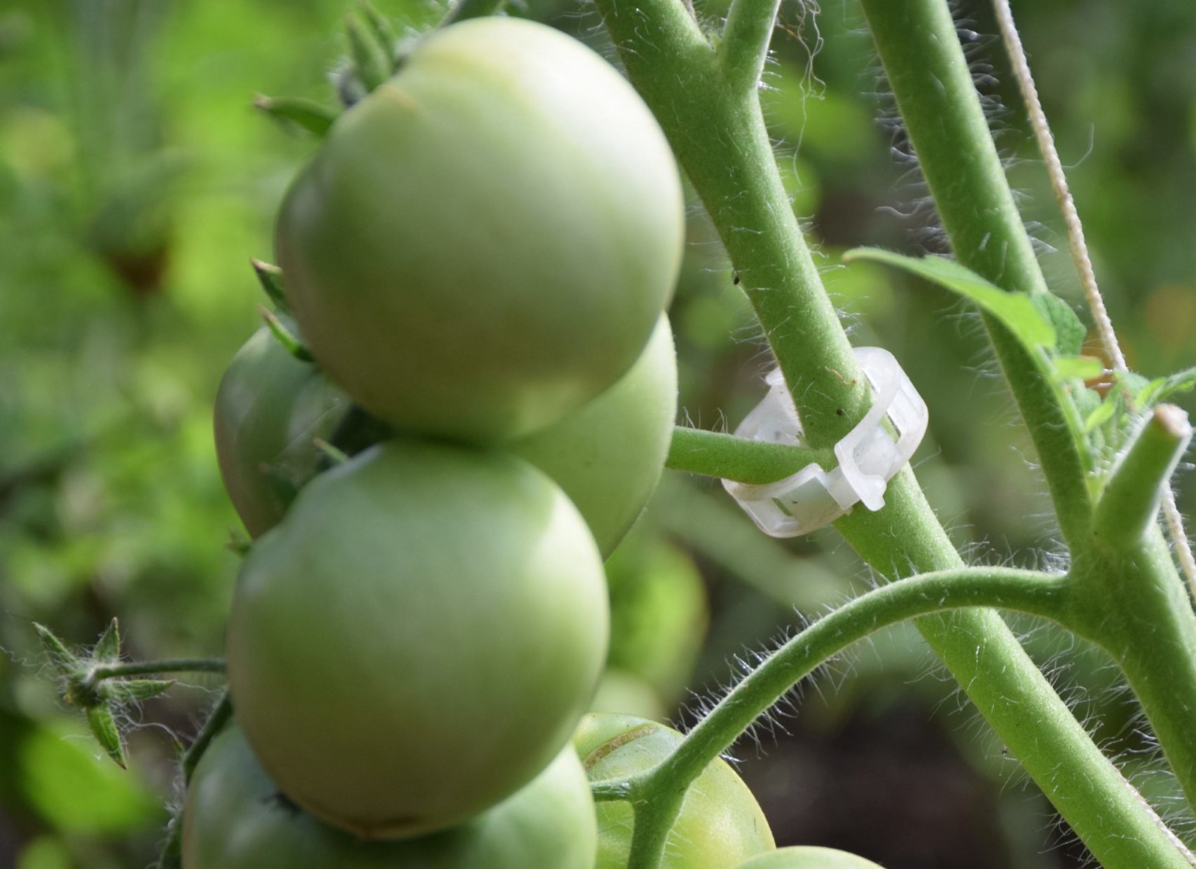 Biopolymers and sustainable compounds for agriculture