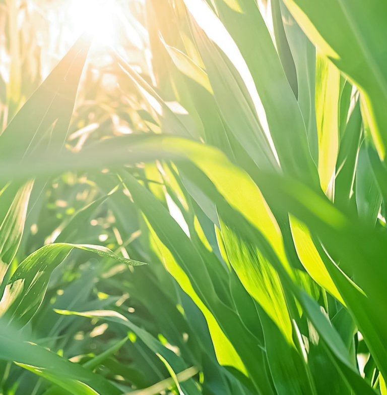 Bioplastics: bio-based, compostable or both?